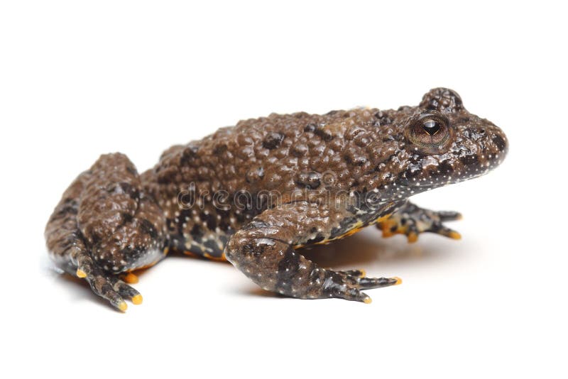 European Fire-bellied Toad (Bombina Bombina) Stock Image - Image of ...