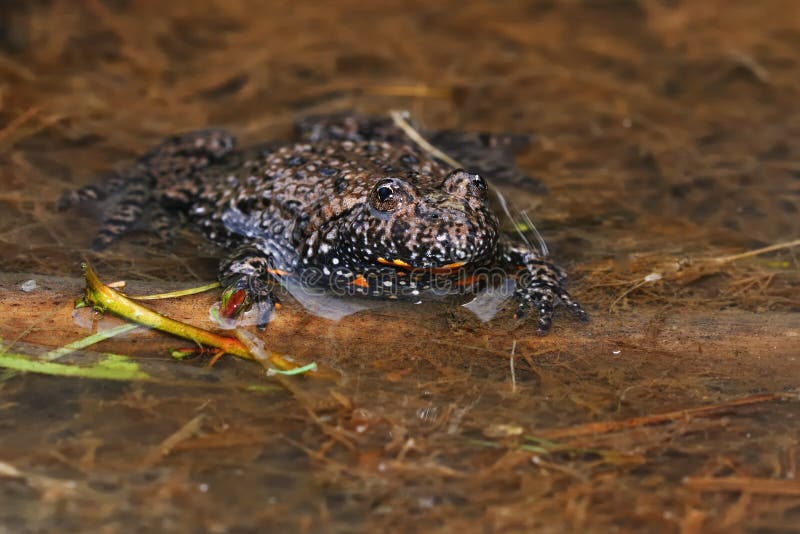 European Fire-bellied Toad & X28;Bombina Bombina& X29; Stock Photo ...