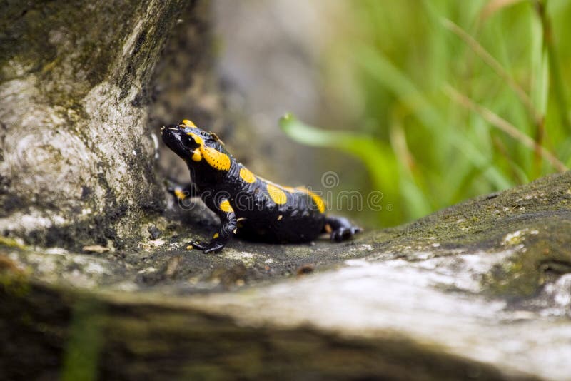 European fire salamander stock photo. Image of close - 23208066