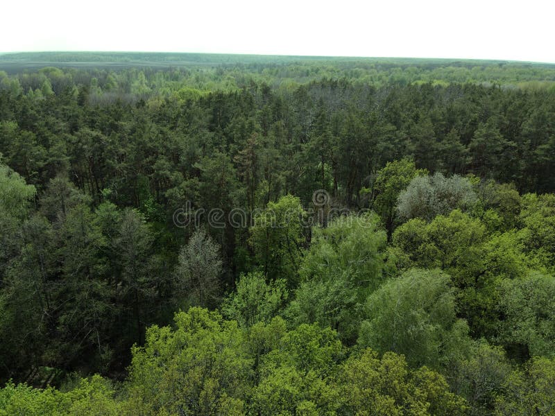 European Forest, Aerial View. Forest Landscape in Spring Stock Image ...