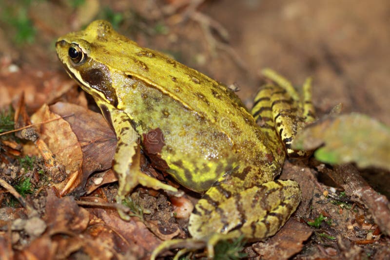 European forest frog stock photo. Image of mountain, jump - 59332866