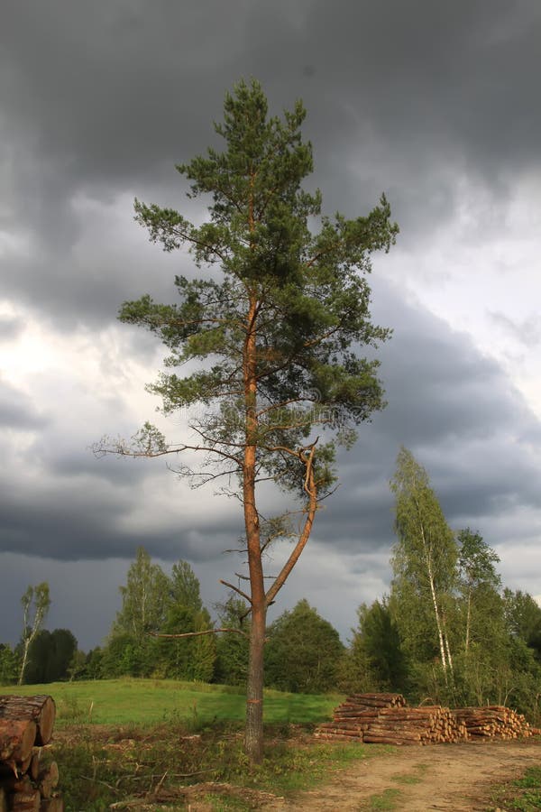 European Forest with Mixed Trees and Plants Forest after Logging Stock ...