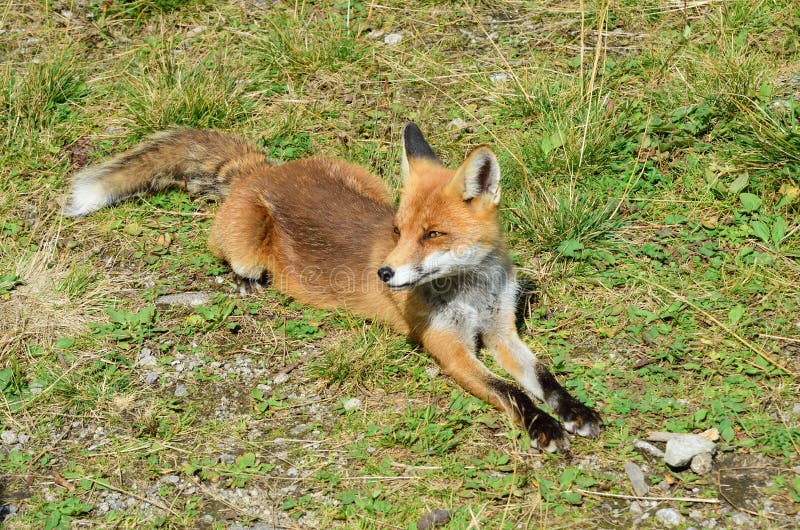 294 Fox Lying Down Stock Photos - Free & Royalty-Free Stock Photos from ...