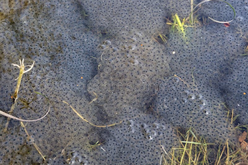 European Frog Spawn in Pond Stock Image - Image of water, european ...