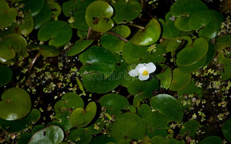 European Frogbit Plant in the Pond. Stock Image - Image of floating ...