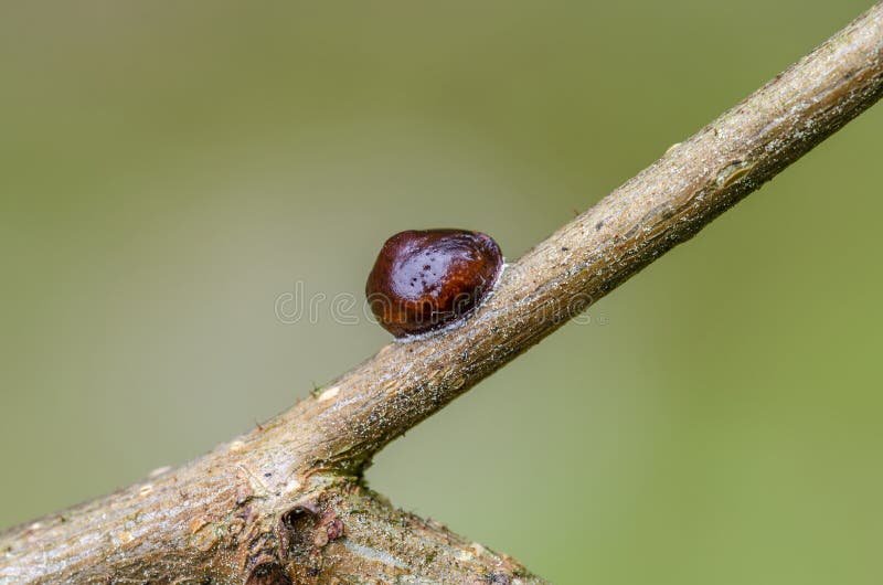 Rooidopluis Stock Photos - Free & Royalty-Free Stock Photos from Dreamstime