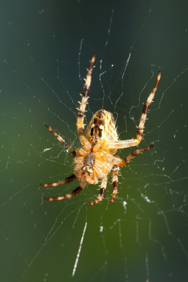 European garden spider stock image. Image of araneus - 11769127