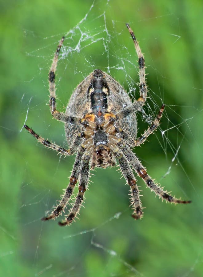 European garden spider stock photo. Image of animal, invertebrate ...