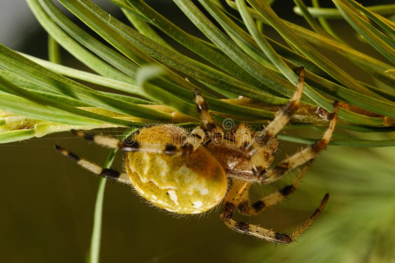 European garden spider stock image. Image of spiderweb - 24354125