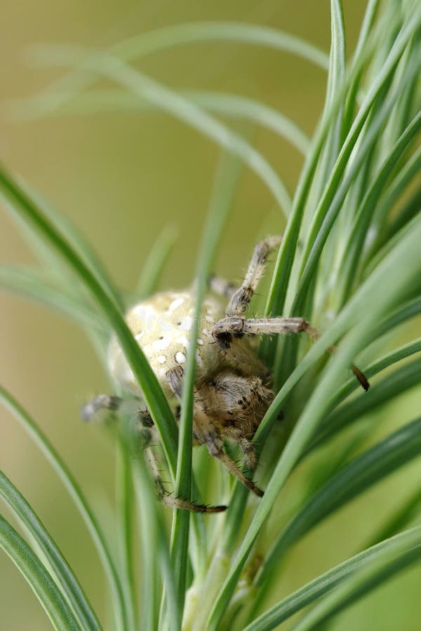 European garden spider stock photo. Image of august, network - 24354162