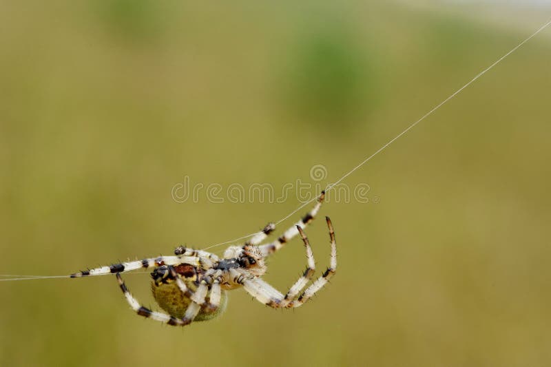 European garden spider stock photo. Image of spiderweb - 24354196