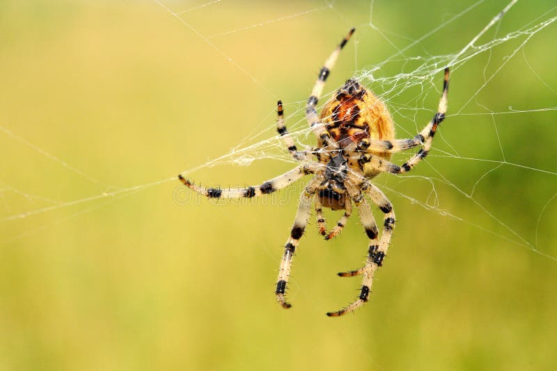 European garden spider stock photo. Image of flower, arachnida - 28120714