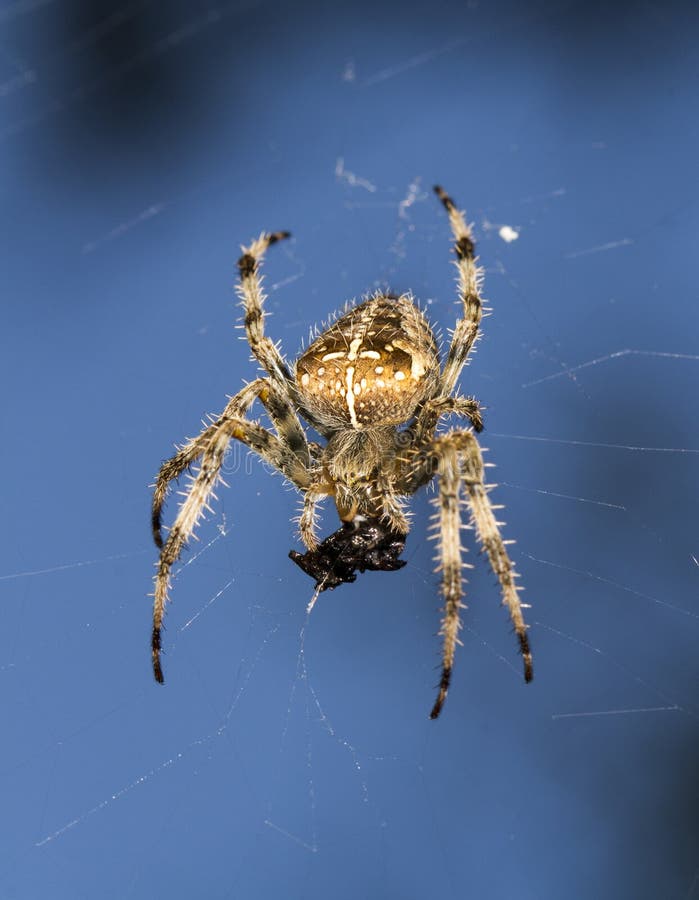 European garden spider stock image. Image of eating, blue - 28619663