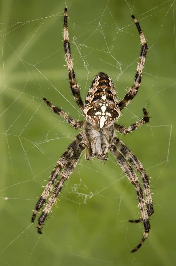 European garden maze stock image. Image of park, prague - 13487217