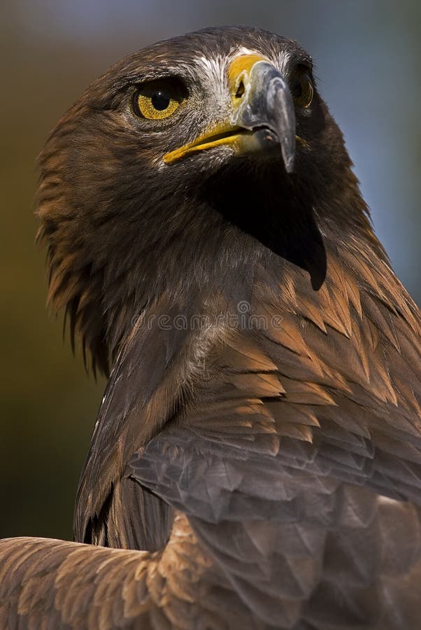 European Golden Eagle stock image. Image of feather, flying - 16977605