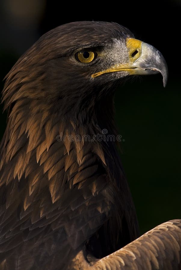 European Golden Eagle stock photo. Image of raptor, skyhunter - 16977616