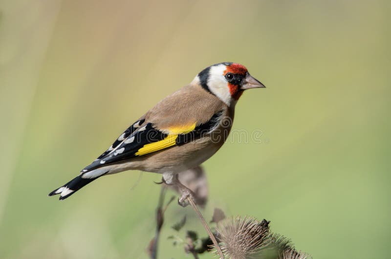 European goldfinch stock photo. Image of tail, beak - 131144930