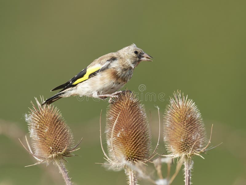 European Goldfinch Carduelis Carduelis Stock Photo - Image of juvenile ... European Goldfinch Carduelis Carduelis Stock Photo - Image of juvenile ...
