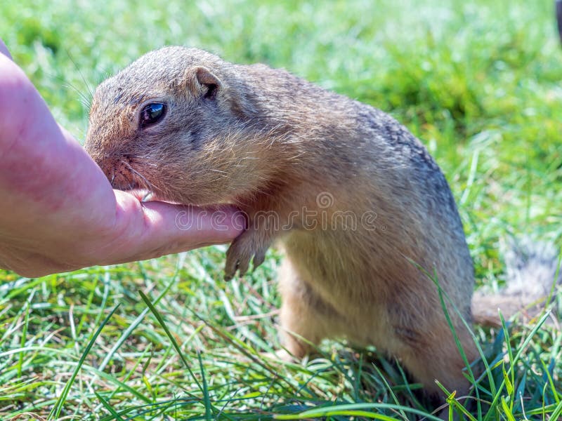 European Gopher is Eating Sunflower Grains from Human Hand Stock Photo ...