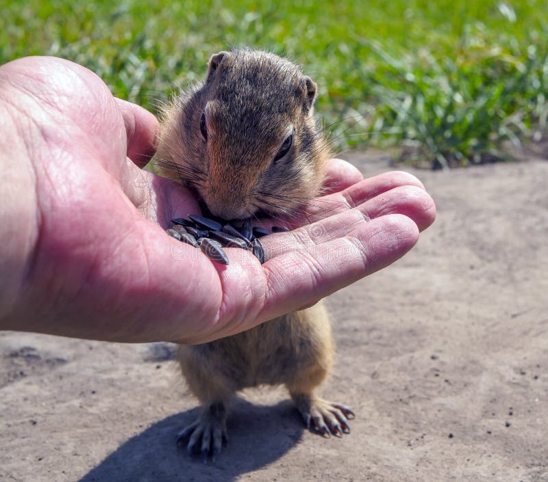 European Gopher is Eating Sunflower Grains from Human Hand Stock Image ...