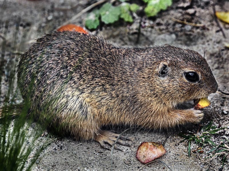 European Gopher Eats Apple 1 Stock Image - Image of grain, grass: 258976187