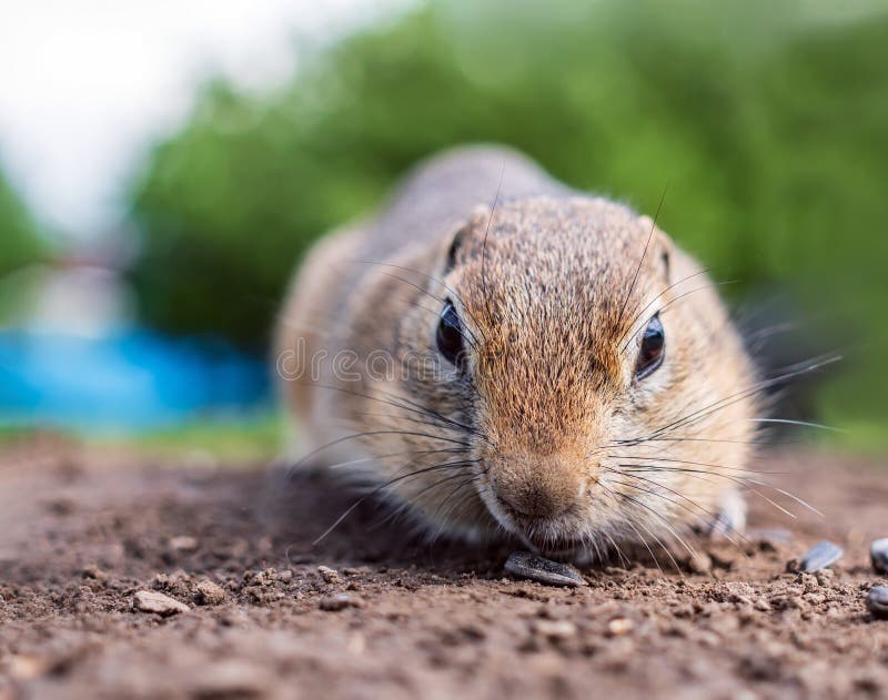 European Gopher on the Lawn is Looking at Camera Stock Photo - Image of ...