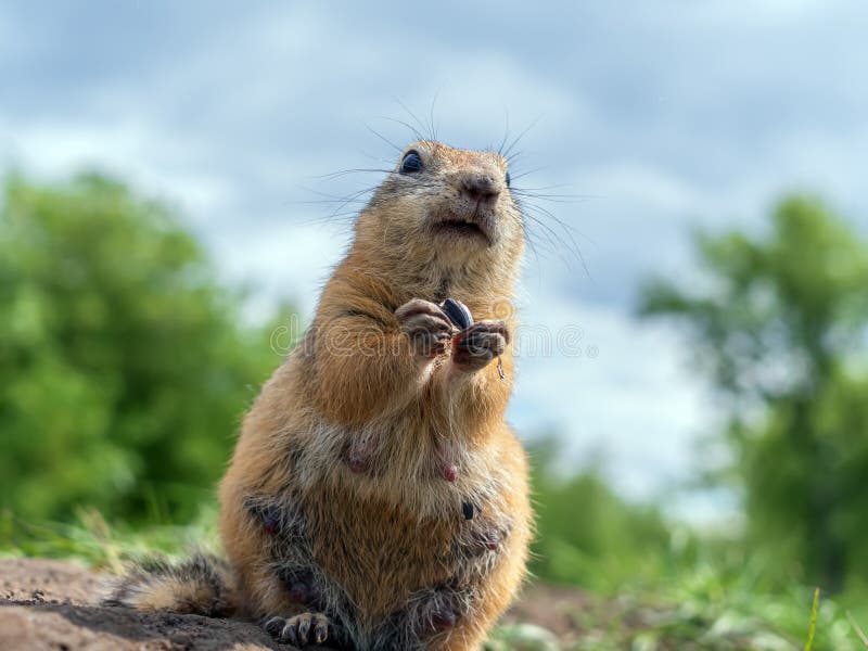 European Gopher is Looking at Camera on the Lawn. Close-up Stock Photo ...