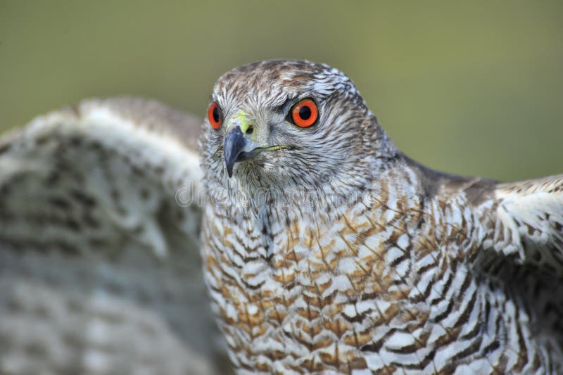 European Goshawk stock photo. Image of head, face, diurnal - 30338206