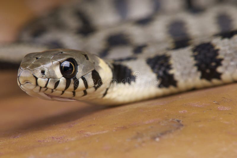 European Grass Snake stock image. Image of predator, aquatic - 27178801
