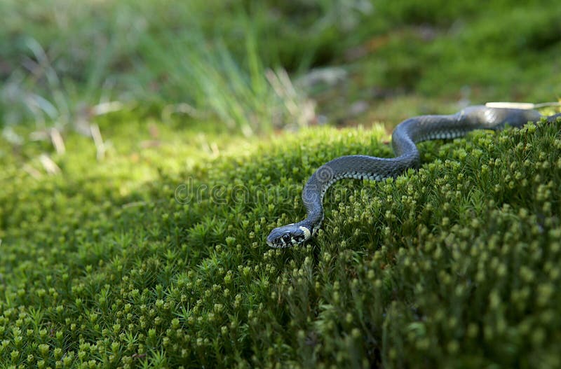 Grass Snake on Moss in Forest. Stock Photo - Image of grass, predator ...