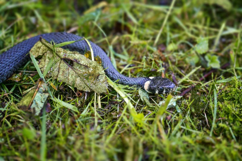 European Grass Snake (Natrix Natrix) Sidling through Grass and Moss in ...