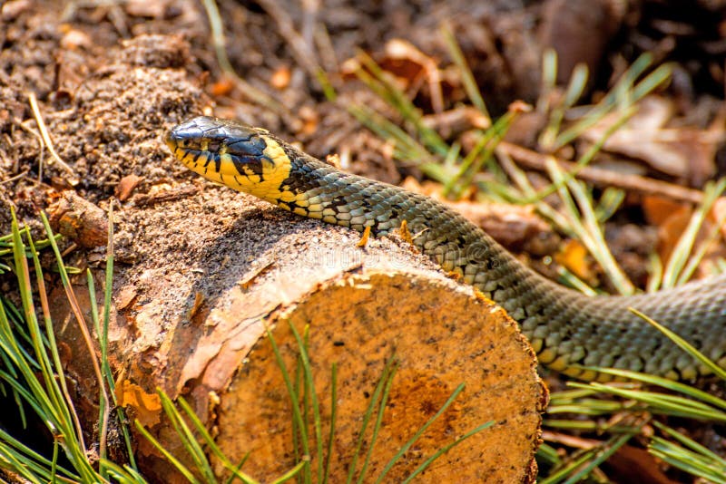 Grass Snake Closeup, Poland Stock Photo - Image of bright, fauna: 105983626