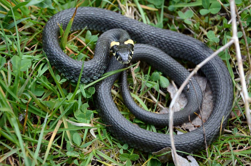 European grass snake stock image. Image of baltic, lithuania - 211610213