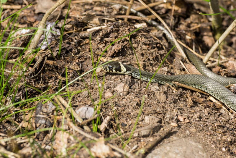 European Grass Snake Sun Bathing in Springtime Stock Photo - Image of ...