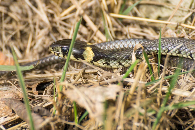 European Grass Snake Sun Bathing in Springtime Stock Image - Image of ...