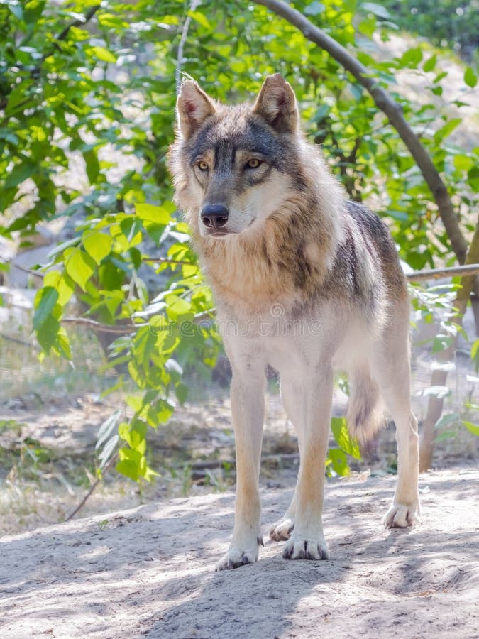 European gray wolf stock image. Image of europe, canis - 23746009