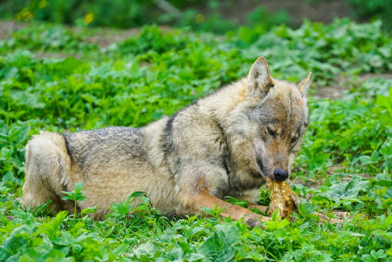 Wolf eats meat stock photo. Image of nature, predator - 94395692
