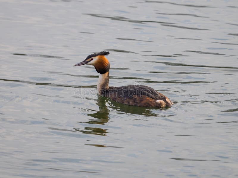 European Great Crested Grebe Stock Image - Image of waterbird, fish ...