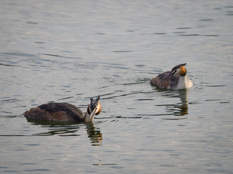 European Great Crested Grebe Pair Stock Photo - Image of crested ...