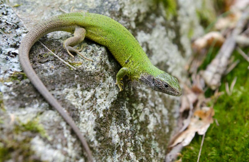 European green edible frog stock photo. Image of rana - 2442962