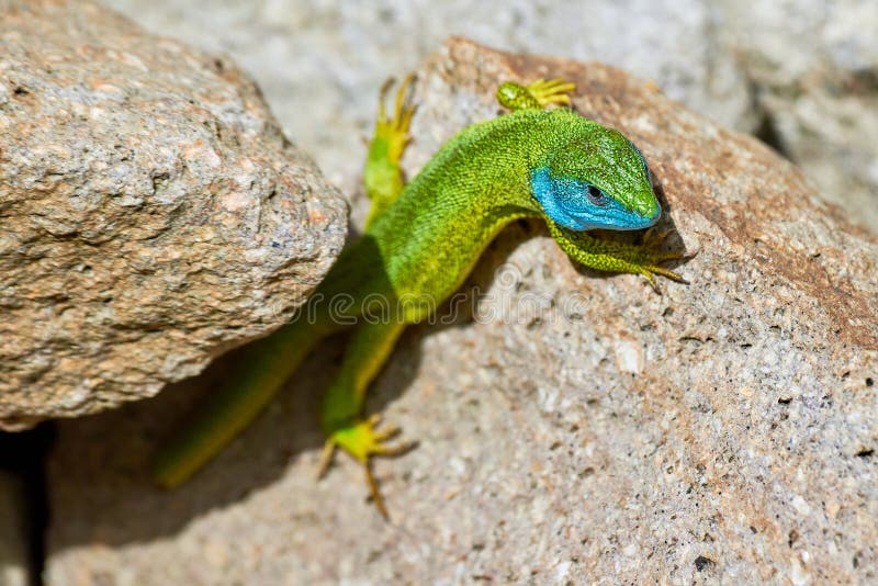 European Green Lizard Male without Tail Stock Photo - Image of reptiles ...