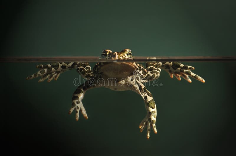 European Green Toad (Bufo Viridis) Stock Image - Image of floating ...