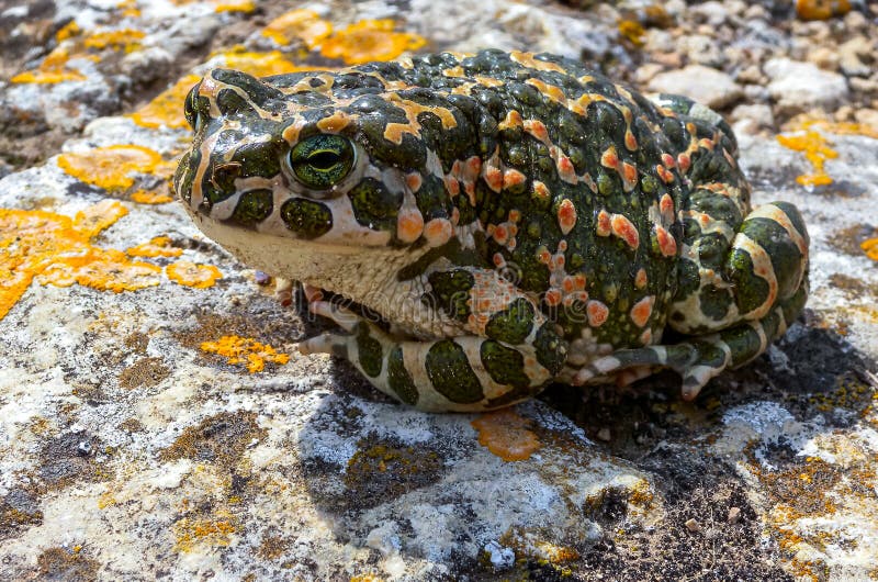 The European Green Toad (Bufotes Viridis), Crimea Stock Image - Image ...