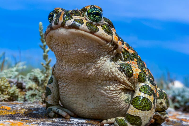 The European Green Toad (Bufotes Viridis), Crimea Stock Photo - Image ...