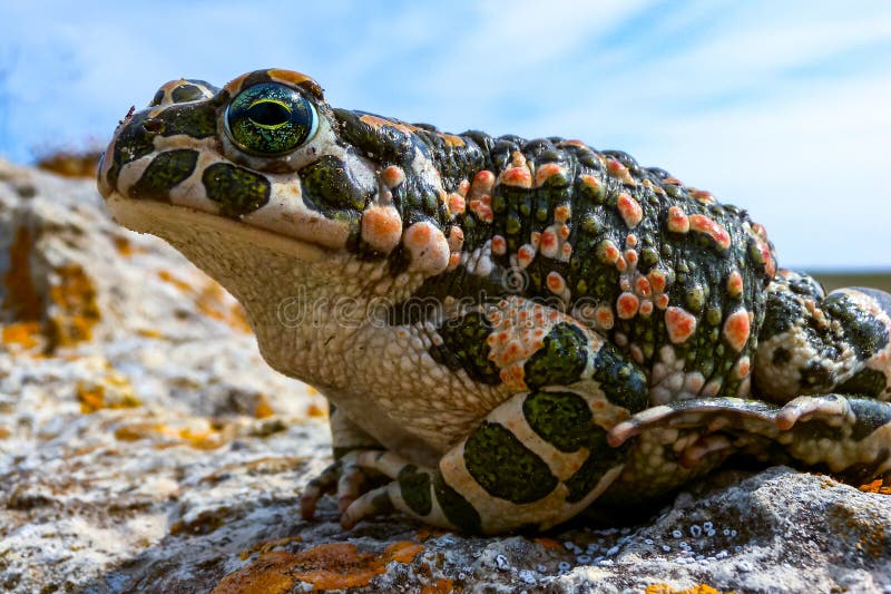 The European Green Toad (Bufotes Viridis), Crimea Stock Photo - Image ...