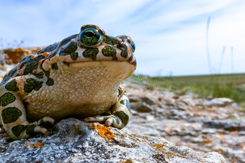 The European Green Toad (Bufotes Viridis), Crimea Stock Image - Image ...
