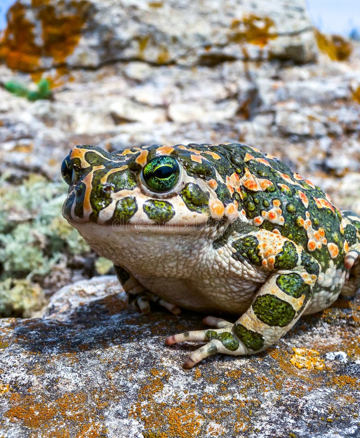 The European Green Toad (Bufotes Viridis), Crimea Stock Image - Image ...