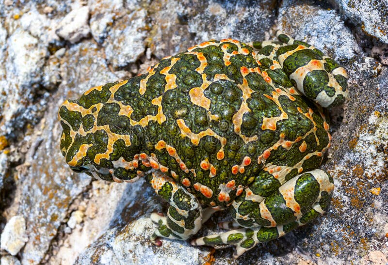 The European Green Toad (Bufotes Viridis), Crimea Stock Image - Image ...