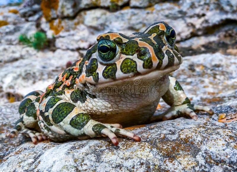 The European Green Toad (Bufotes Viridis), Crimea Stock Photo - Image ...