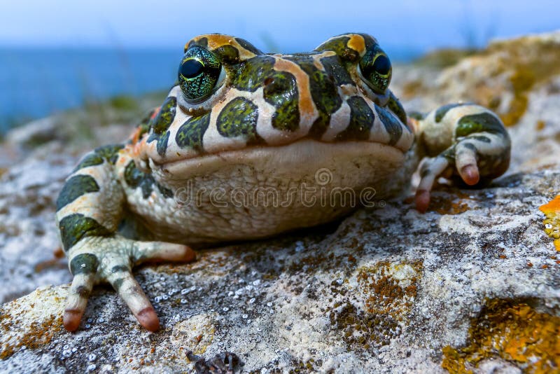 The European Green Toad (Bufotes Viridis), Crimea Stock Image - Image ...